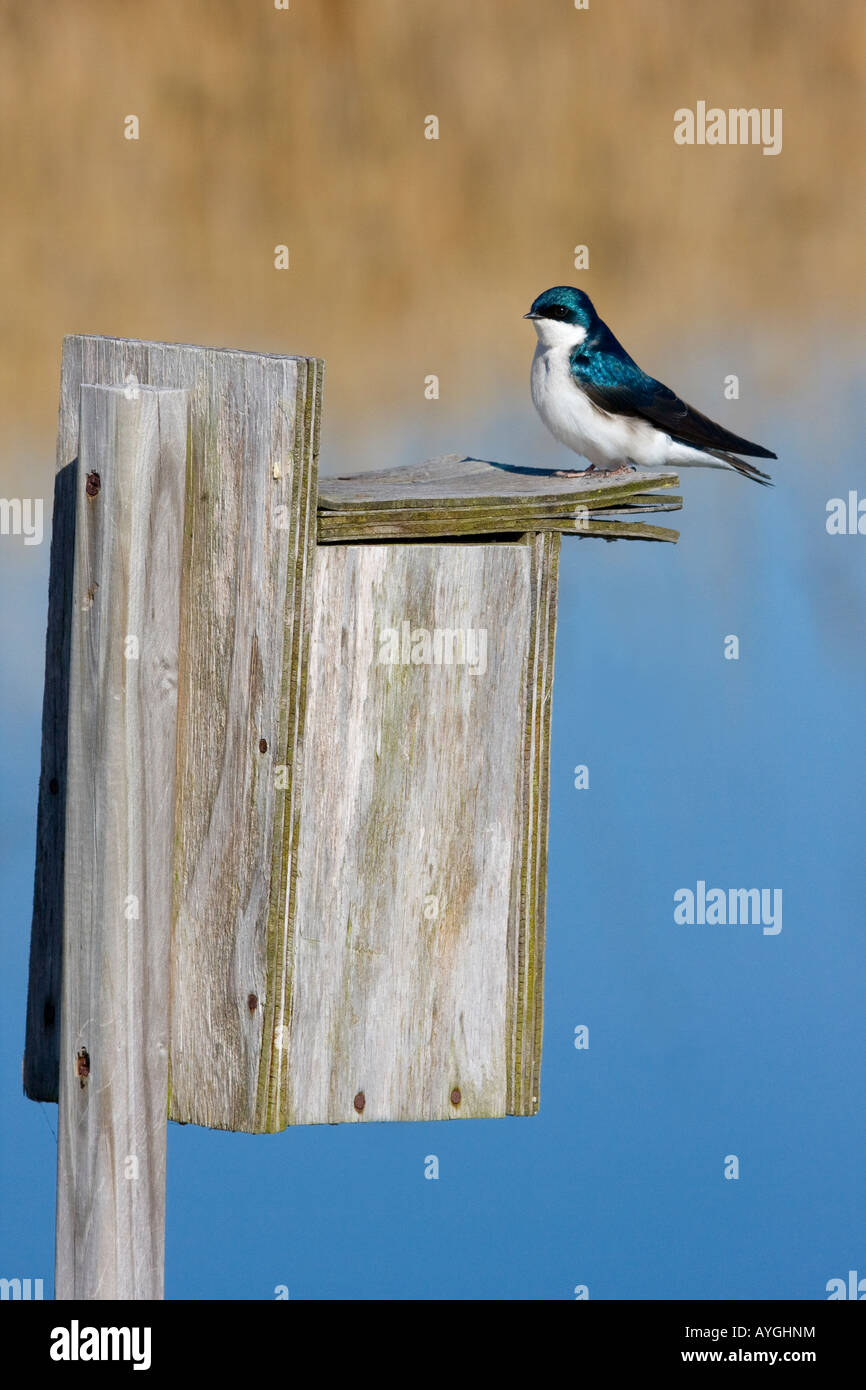 Marsh swallow hi-res stock photography and images - Alamy