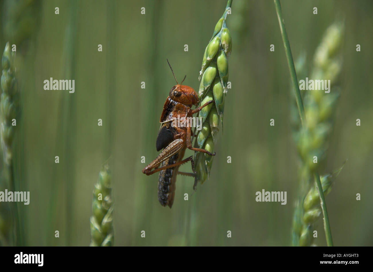 India locust hi-res stock photography and images - Alamy