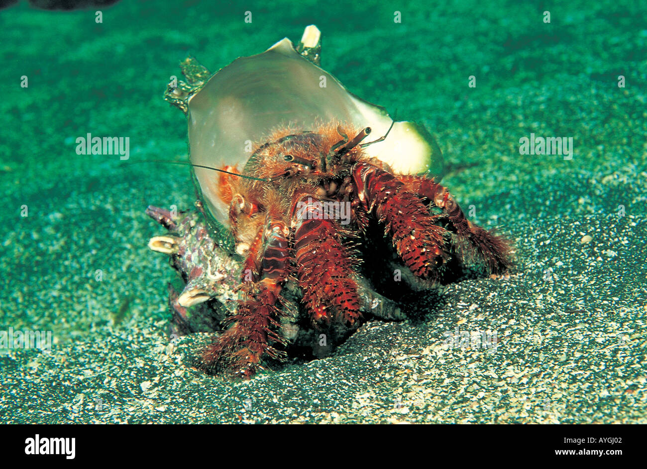 Crawfish on Ground Stock Photo - Alamy