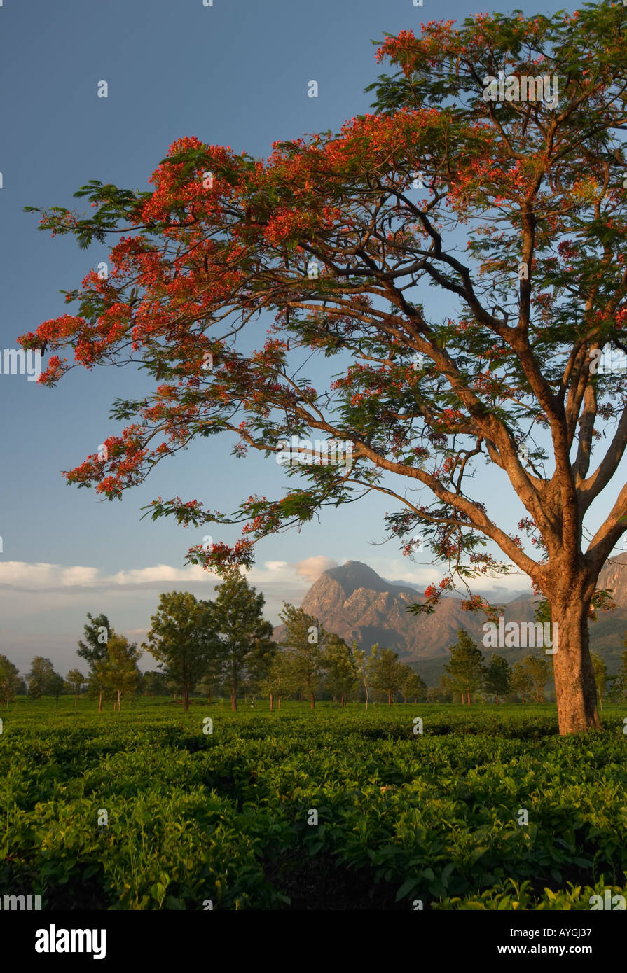 Chambe peak hi-res stock photography and images - Alamy