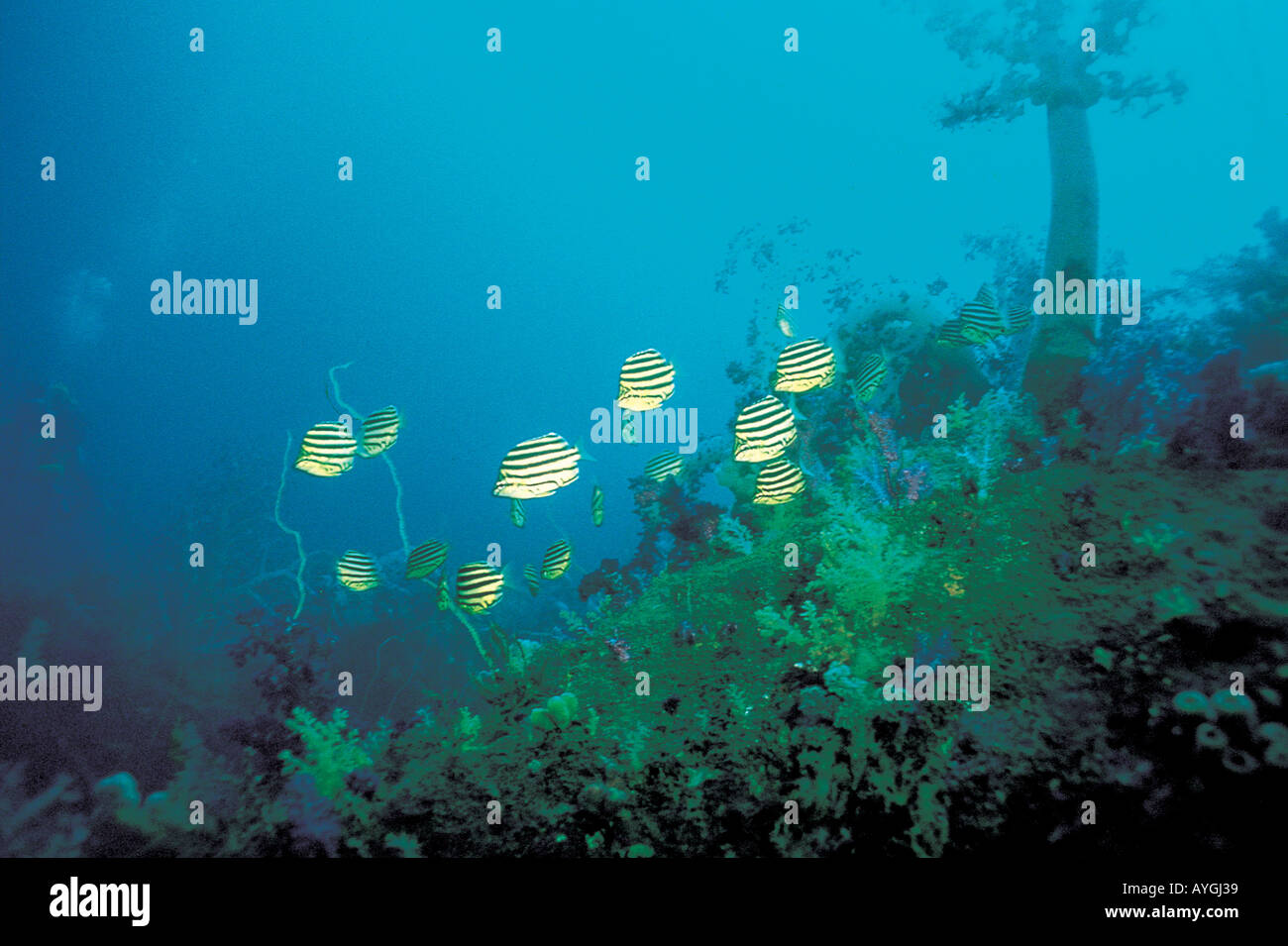 Fishes and Tree Stock Photo - Alamy