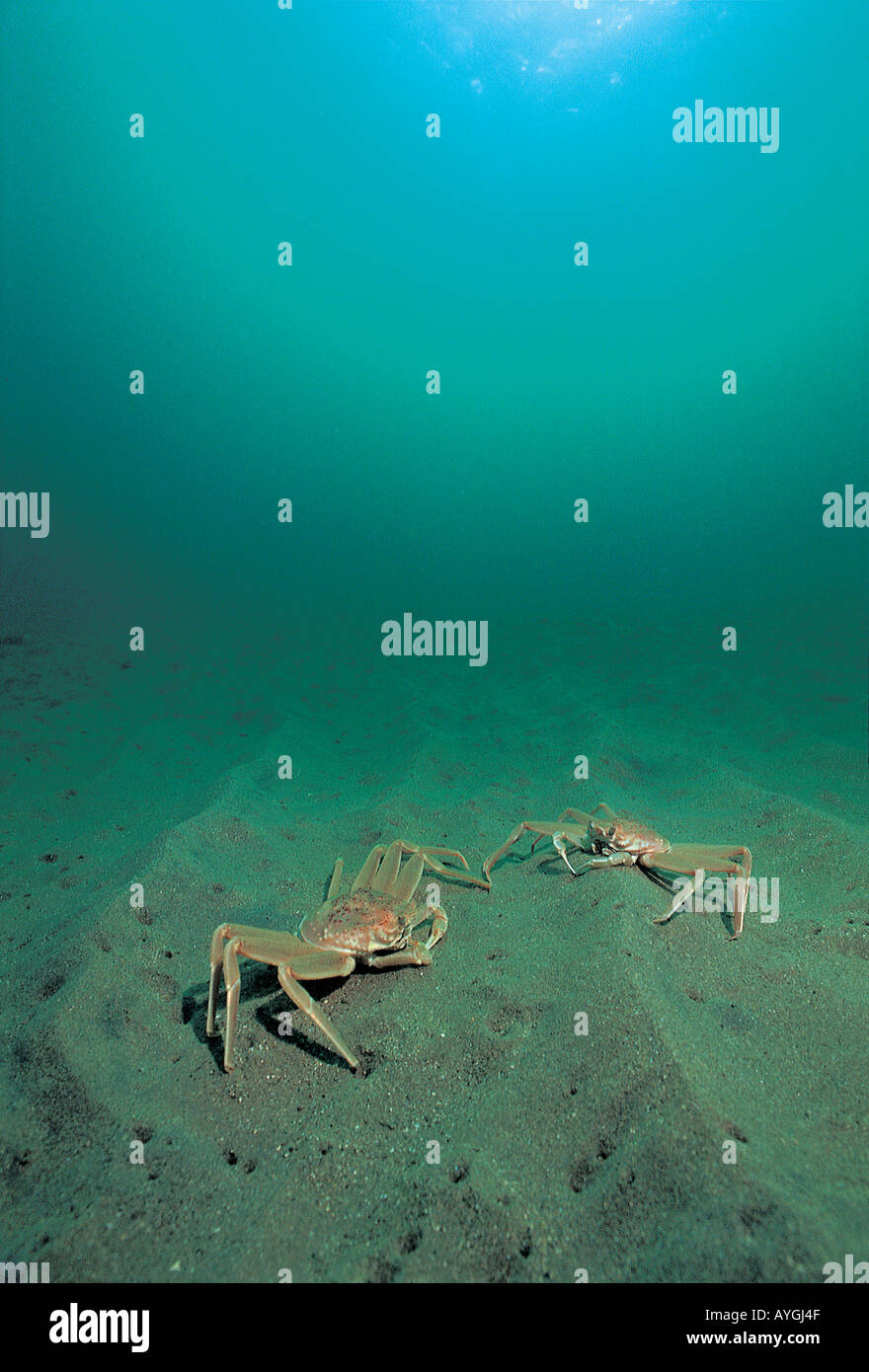 Crap in Sea Stock Photo - Alamy