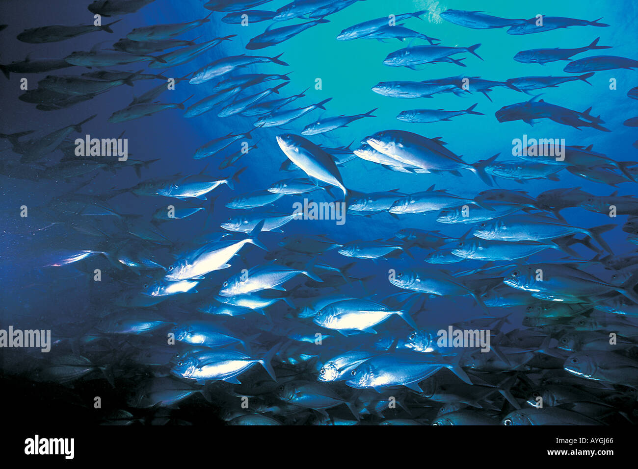 Anemone silver fish hi-res stock photography and images - Alamy
