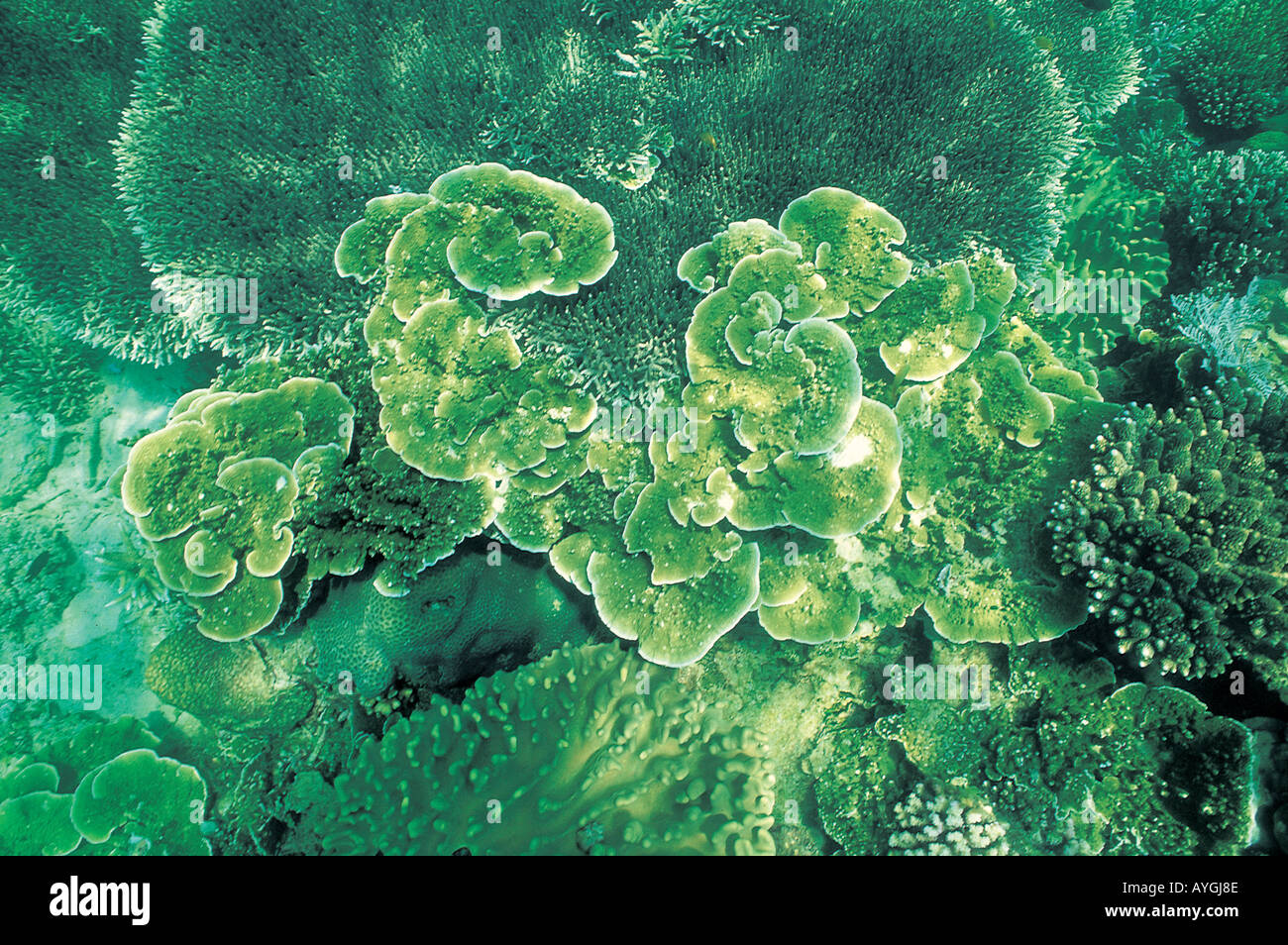 Indian mosses hi-res stock photography and images - Alamy