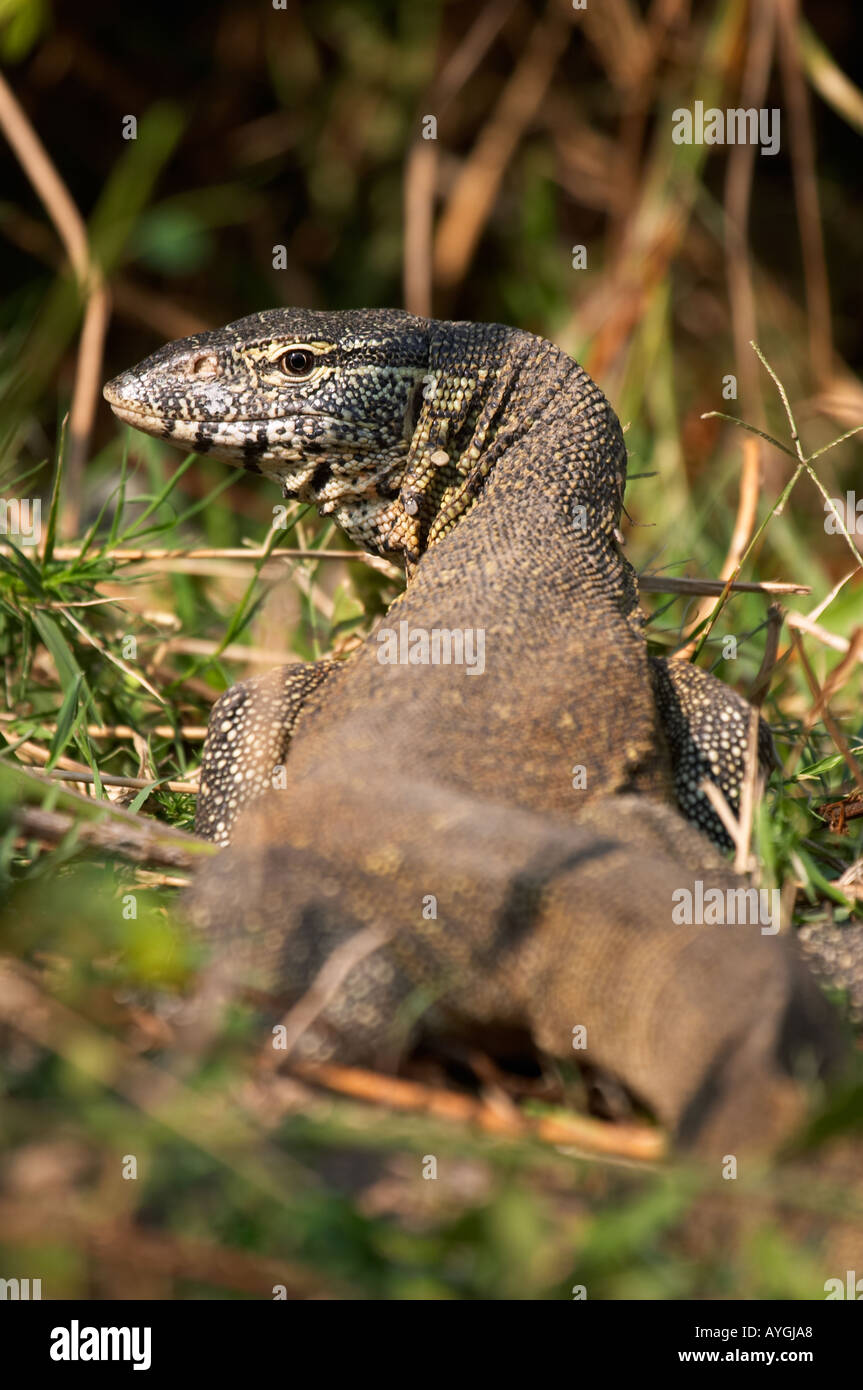 Nile monitor lizard hi-res stock photography and images - Alamy