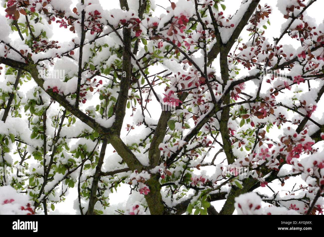 Snow on Blossom Stock Photo - Alamy
