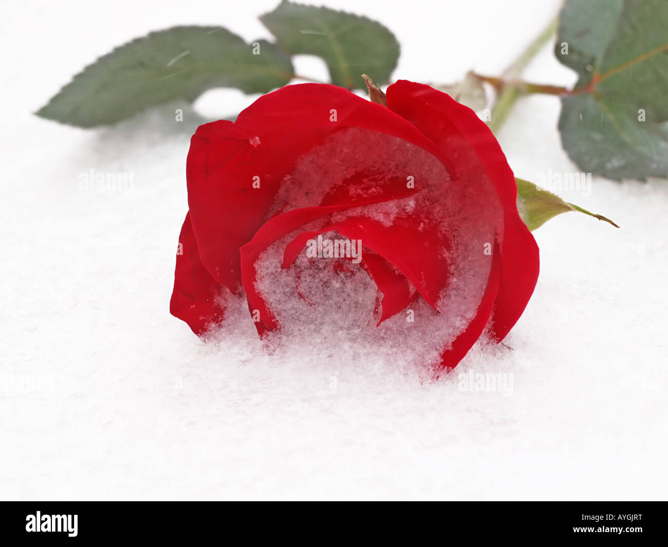 Red rose in snow Stock Photo - Alamy