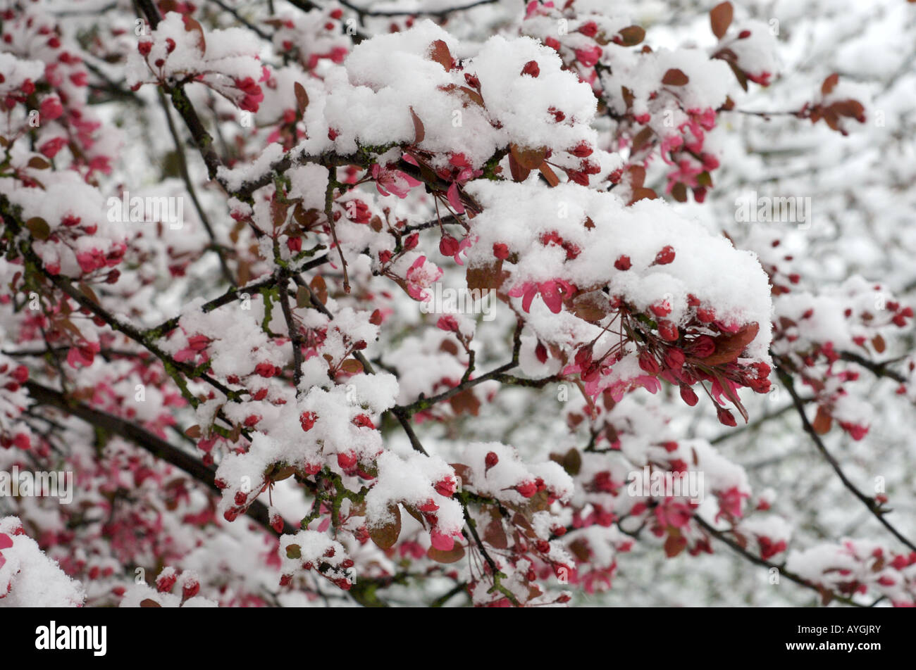 Snow on Blossom Stock Photo - Alamy