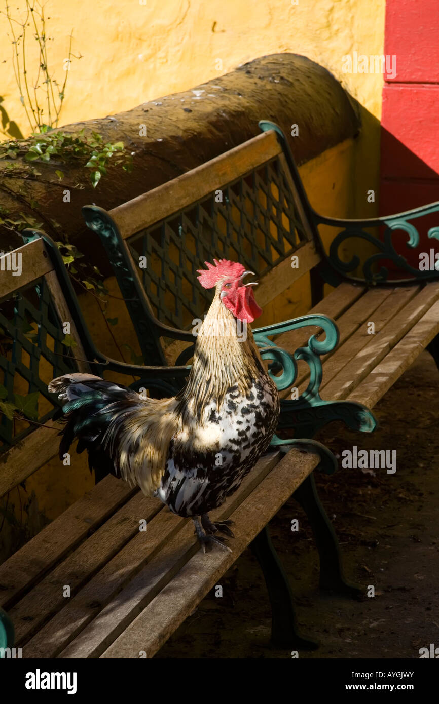 Rooster perched on a bench crowing Stock Photo - Alamy