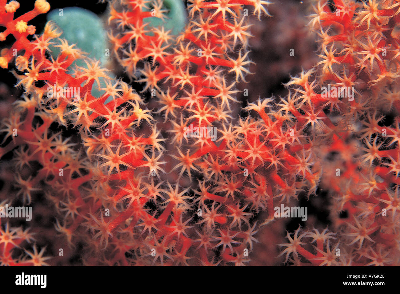 Things in Sea Stock Photo - Alamy