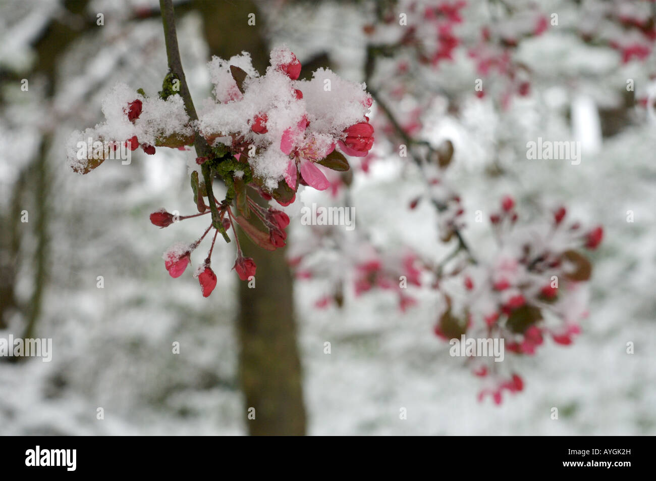 Snow on Blossom Stock Photo - Alamy