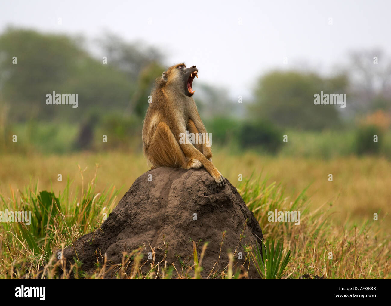 Yellow Baboon Predators