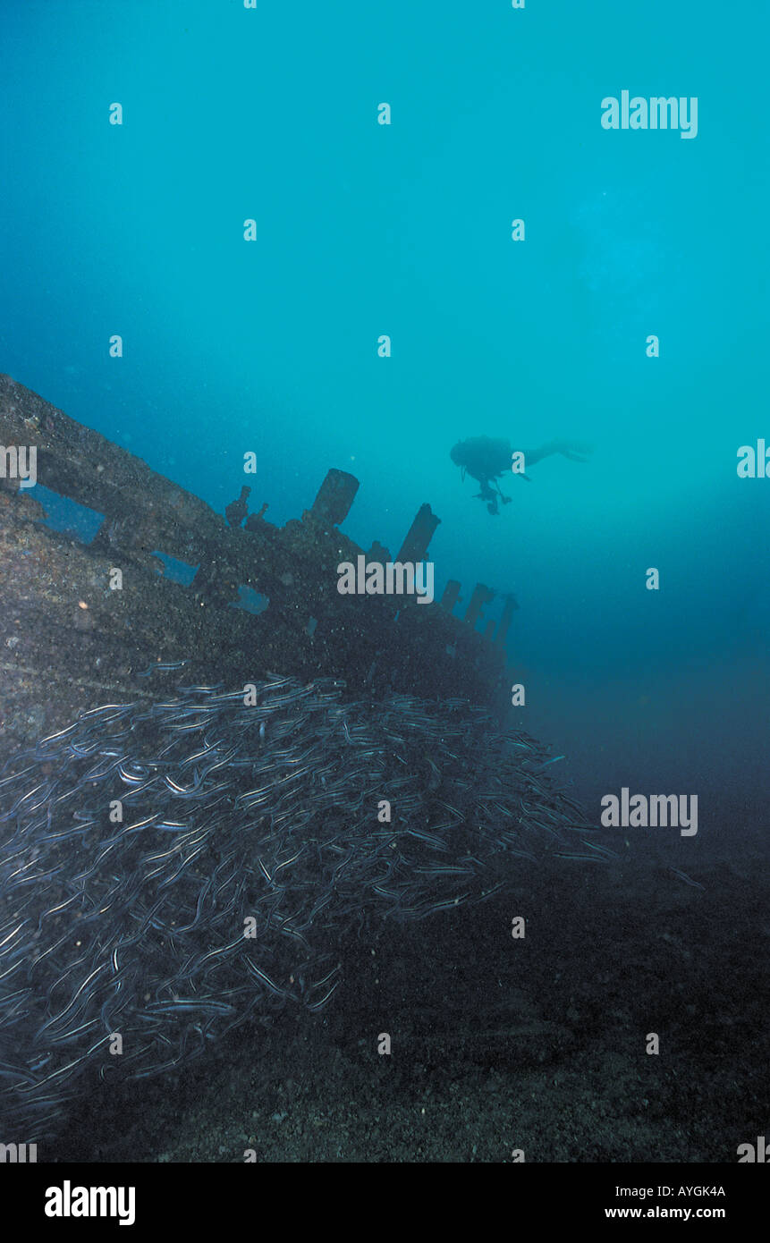 Ship and Fishes Stock Photo - Alamy