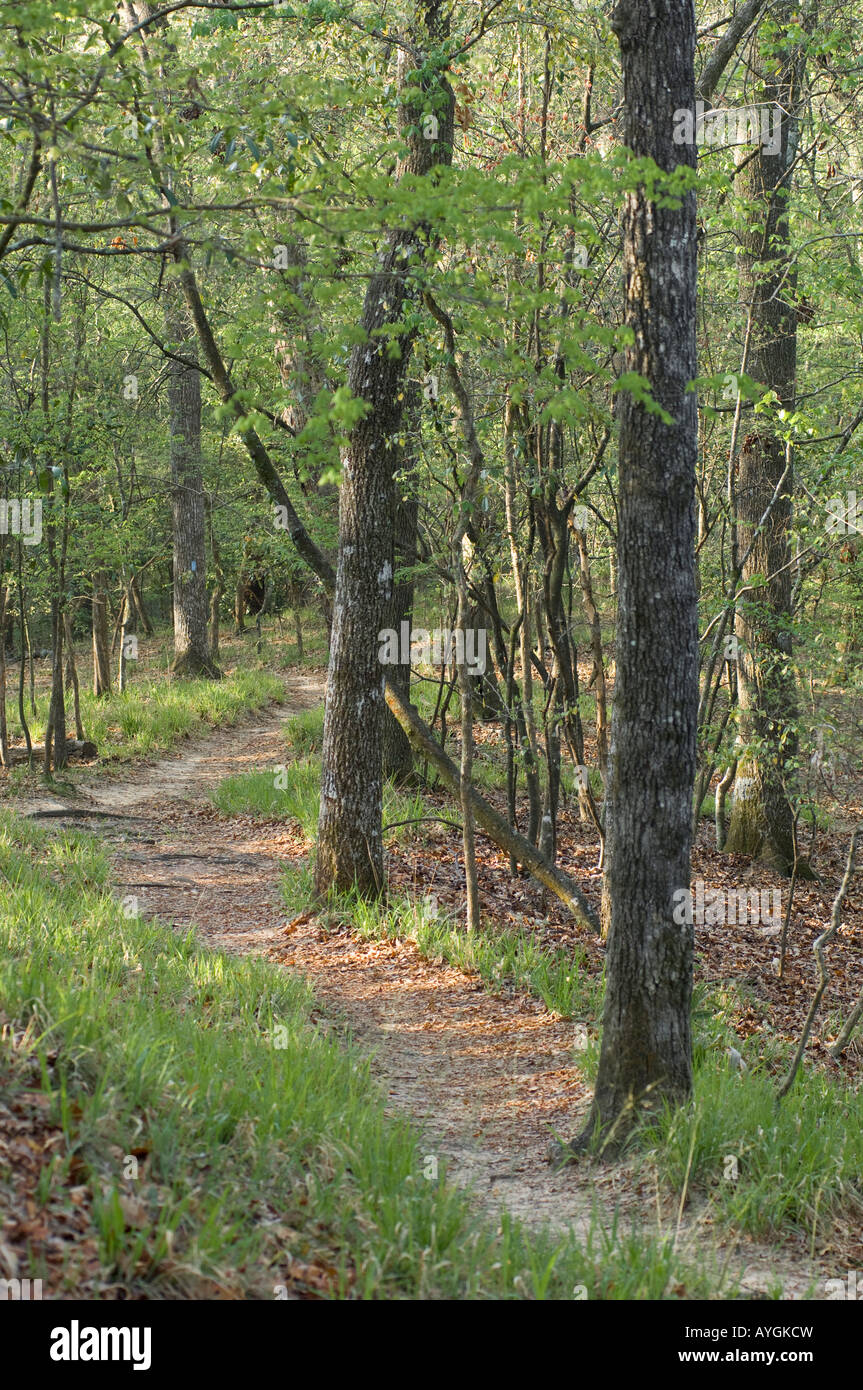 Torreya State Park Florida hiking trail woods forest trees nature path ...