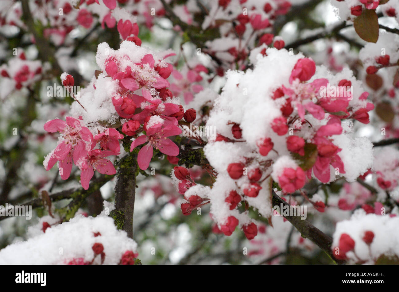 Snow on Blossom Stock Photo - Alamy