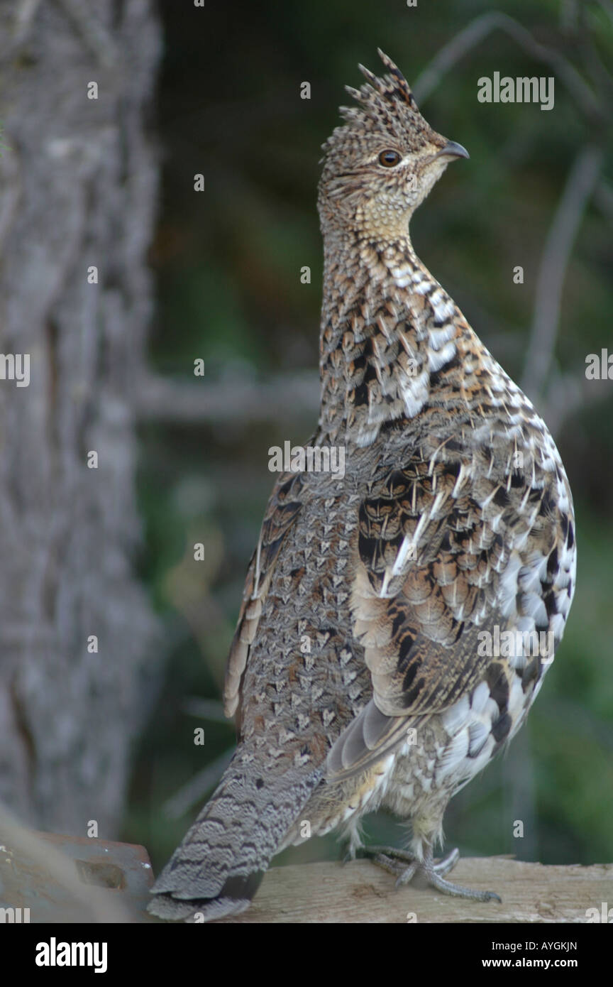 ruffed grouse on log Stock Photo - Alamy