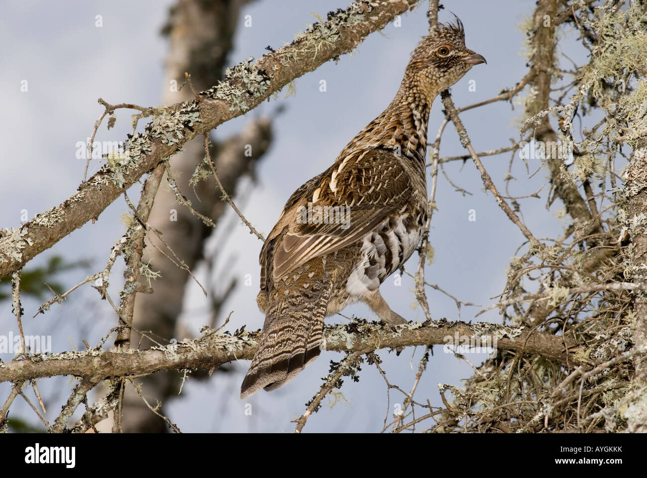 ruffed grouse in tree Stock Photo - Alamy