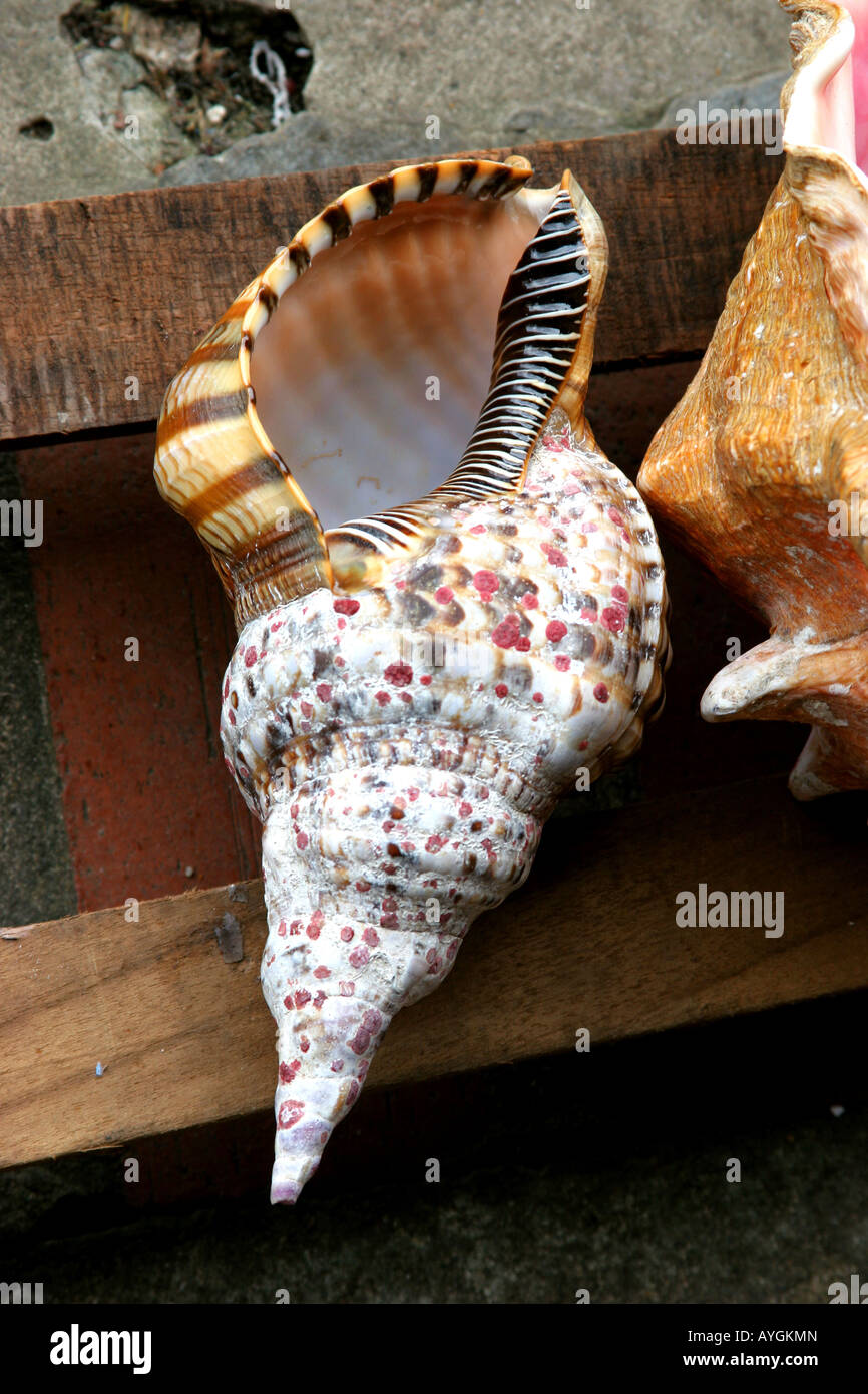 Caracol shell on display at a street market Stock Photo - Alamy