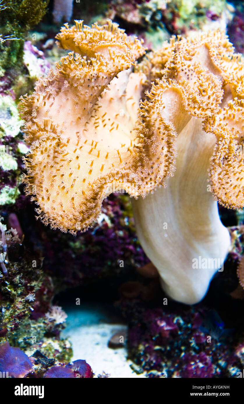 Seaanemone hi-res stock photography and images - Alamy