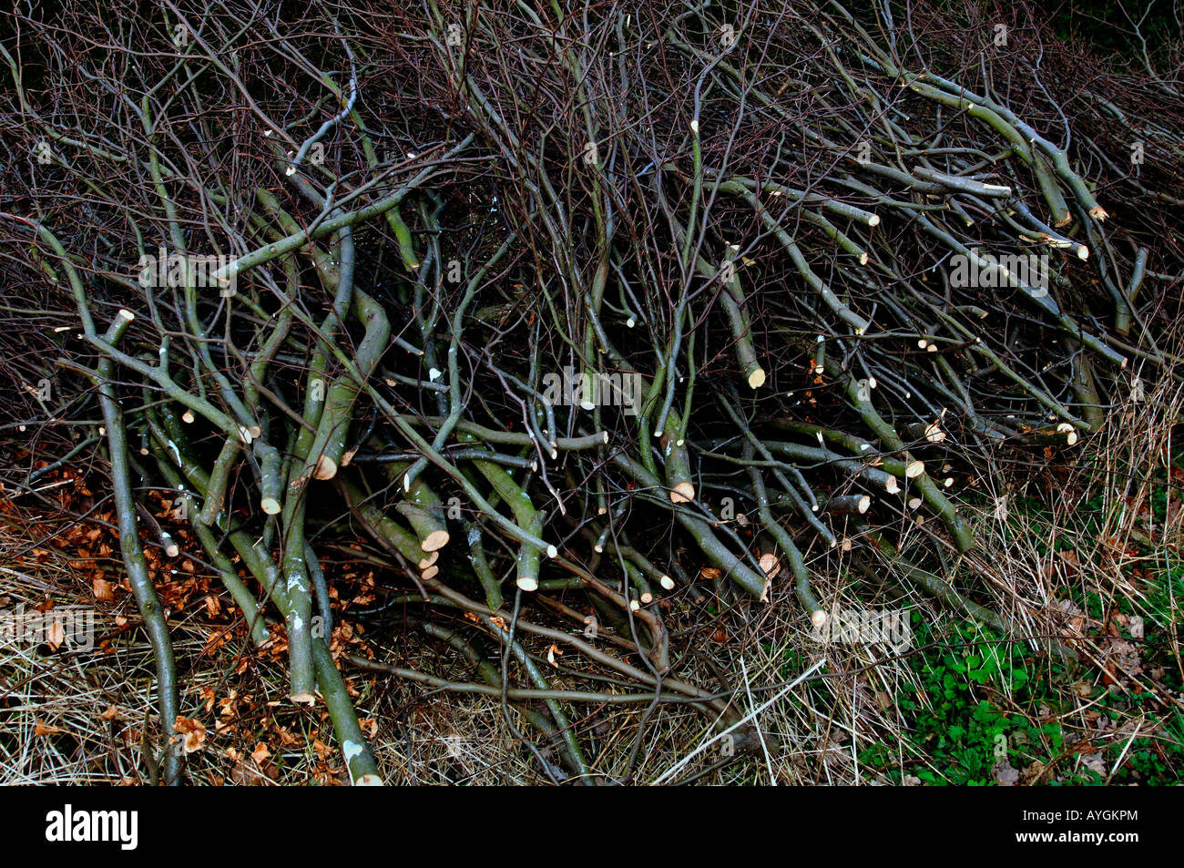 Cut off branches trees in hi-res stock photography and images - Alamy