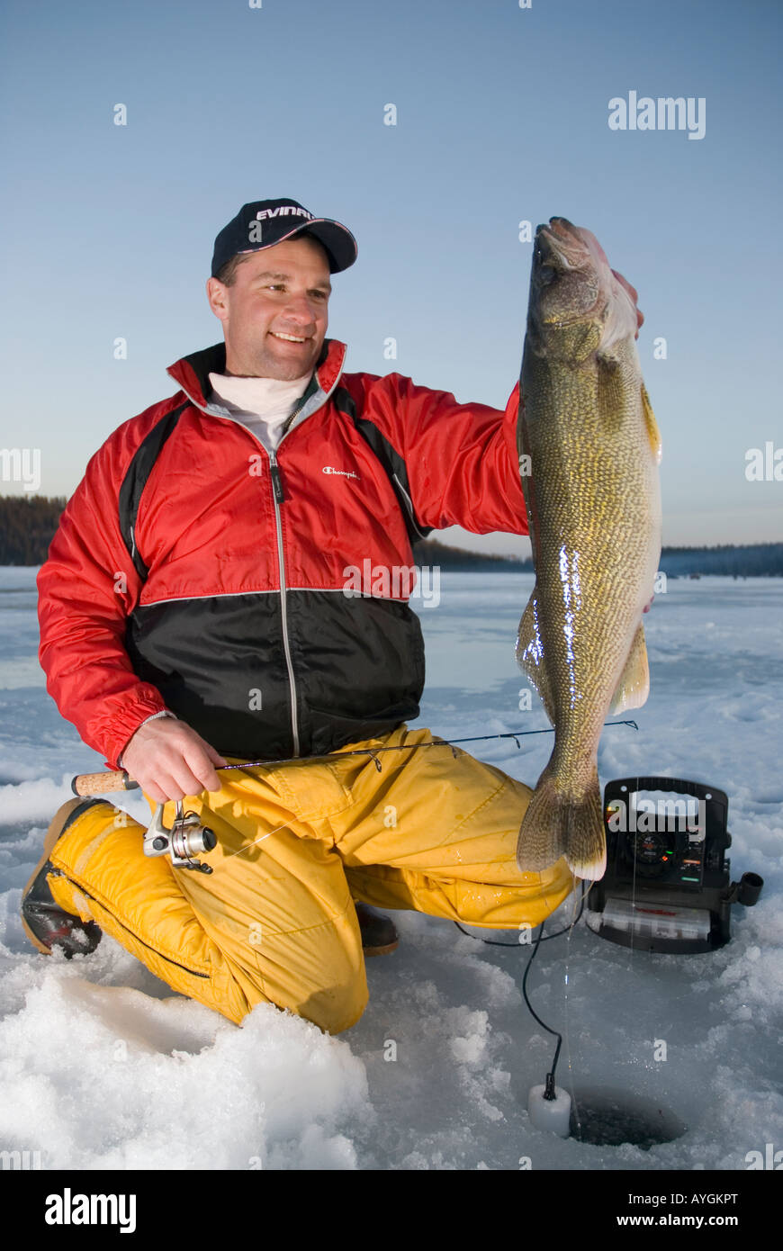 man hoists walleye in winter Stock Photo - Alamy