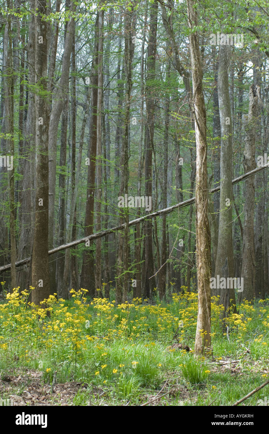 Torreya State Park Florida woods forest dry cypress swamp Stock Photo ...