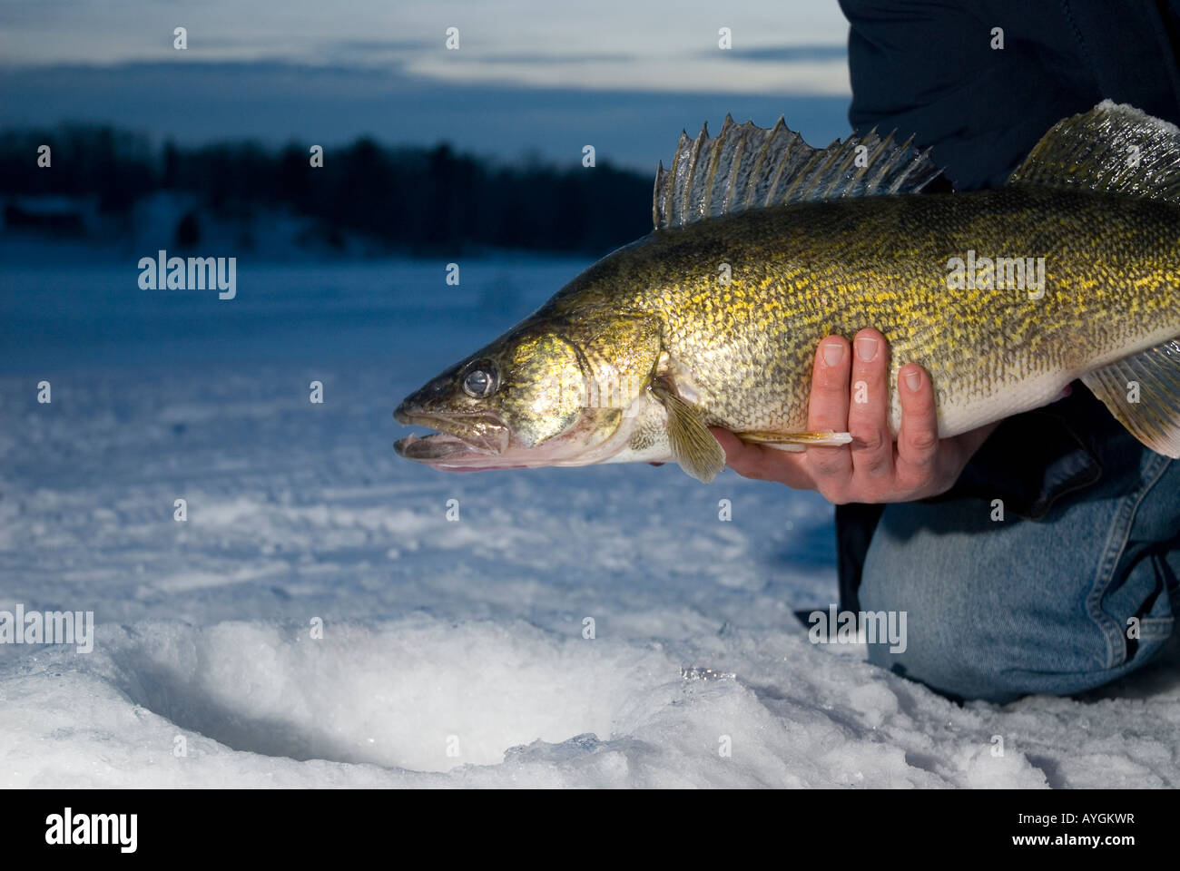 Man releasing trophy walleye in winter Stock Photo - Alamy