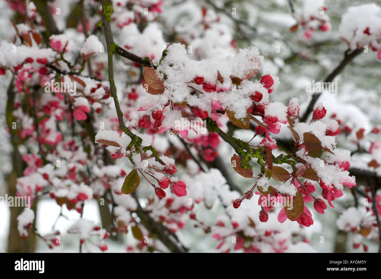Snow on Blossom Stock Photo - Alamy