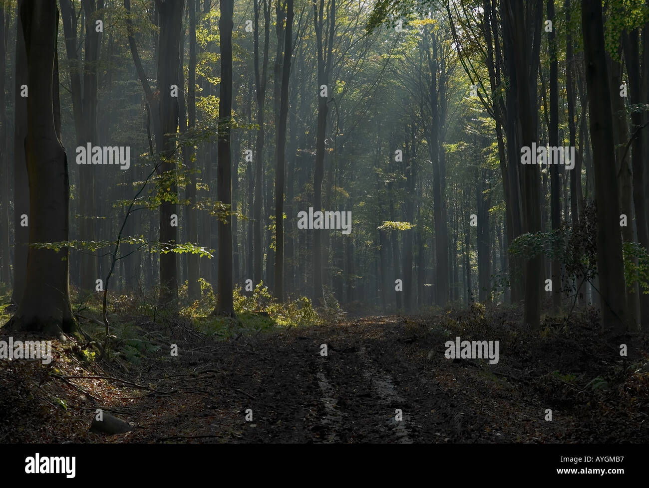 Light falling through trees in a beech forest Stock Photo - Alamy