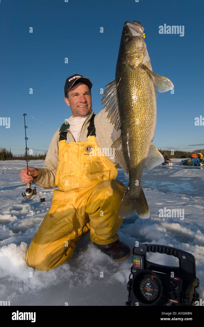 man hoisting big walleye in winter Stock Photo - Alamy