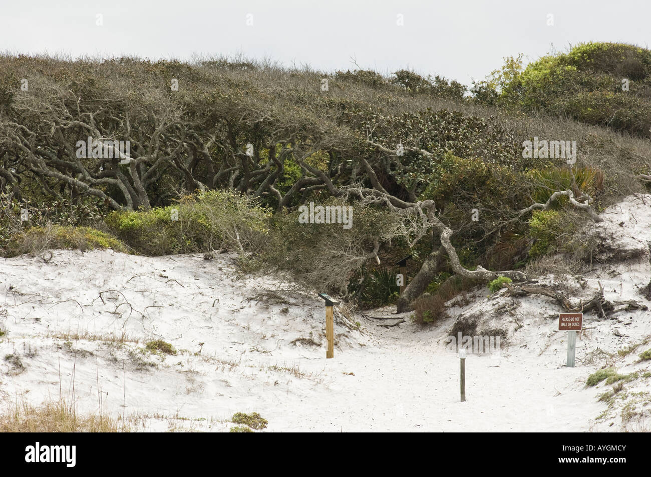 Grayton Beach State Park Florida sand dunes Stock Photo - Alamy