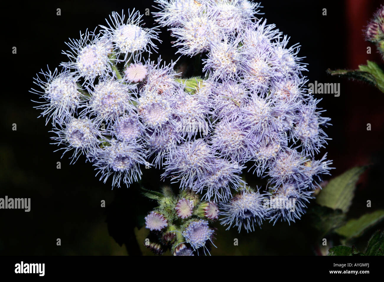 Floss Flower-Ageratum houstonianum-Family Asteraceae Stock Photo - Alamy