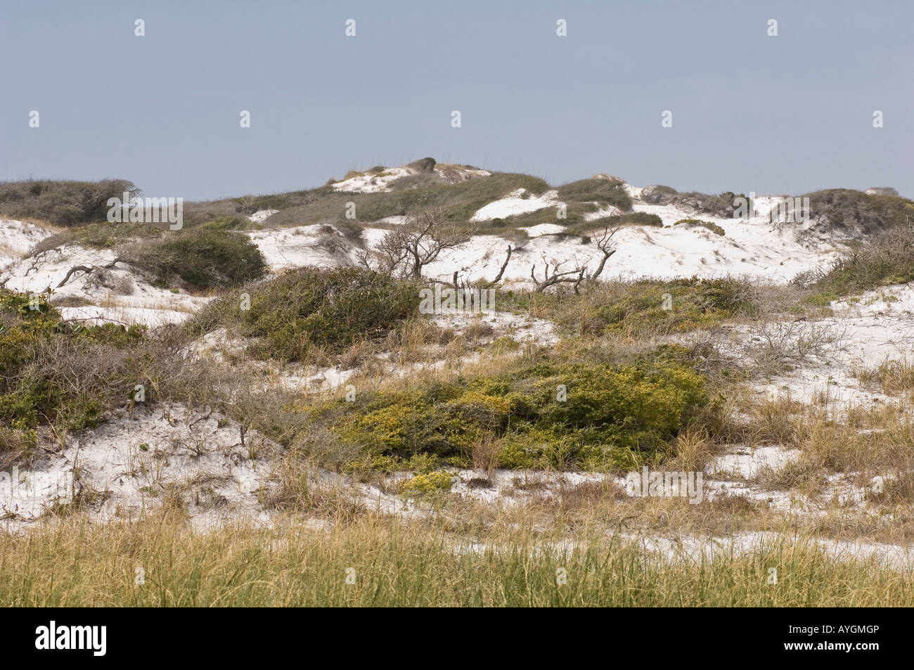 Grayton Beach State Park Florida sand dunes Stock Photo - Alamy