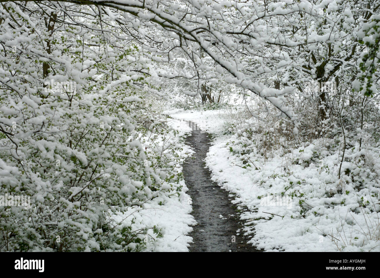 Winter woods pathway hi-res stock photography and images - Alamy
