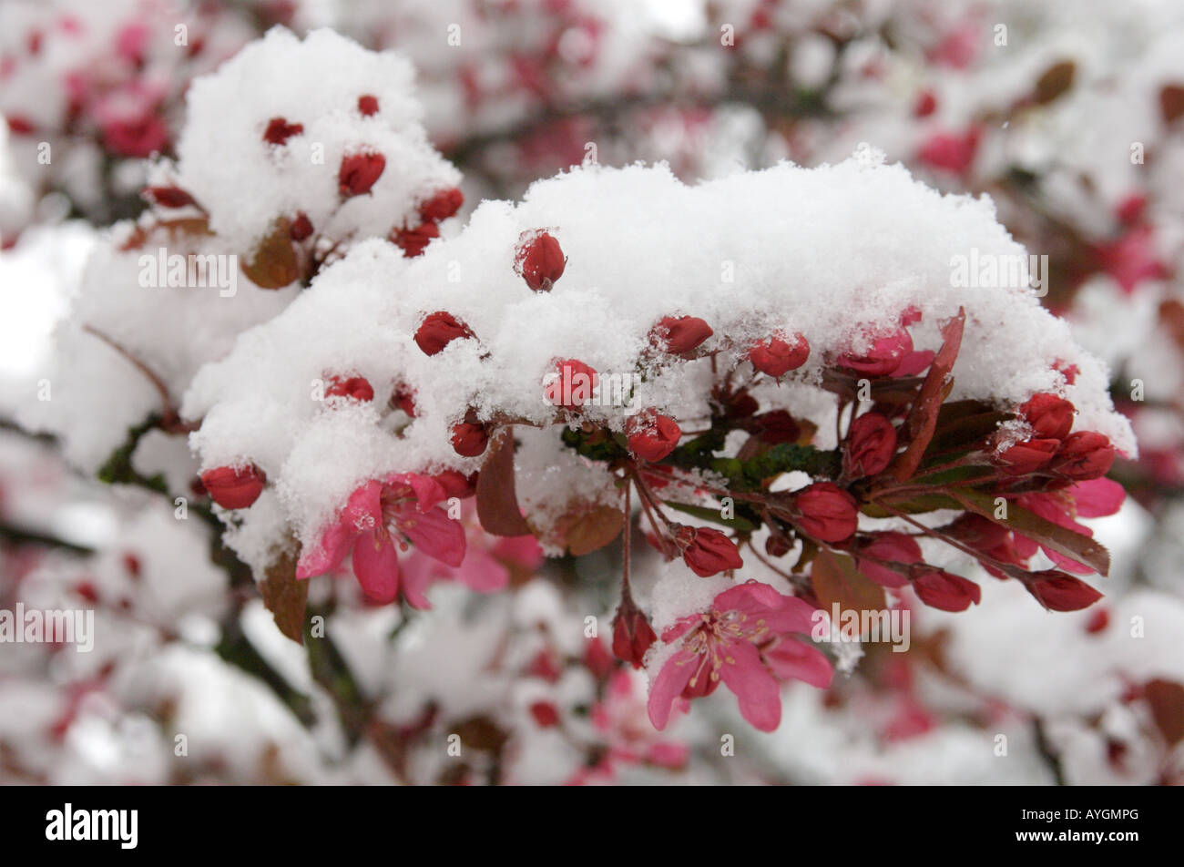 Snow blossom hi-res stock photography and images - Alamy