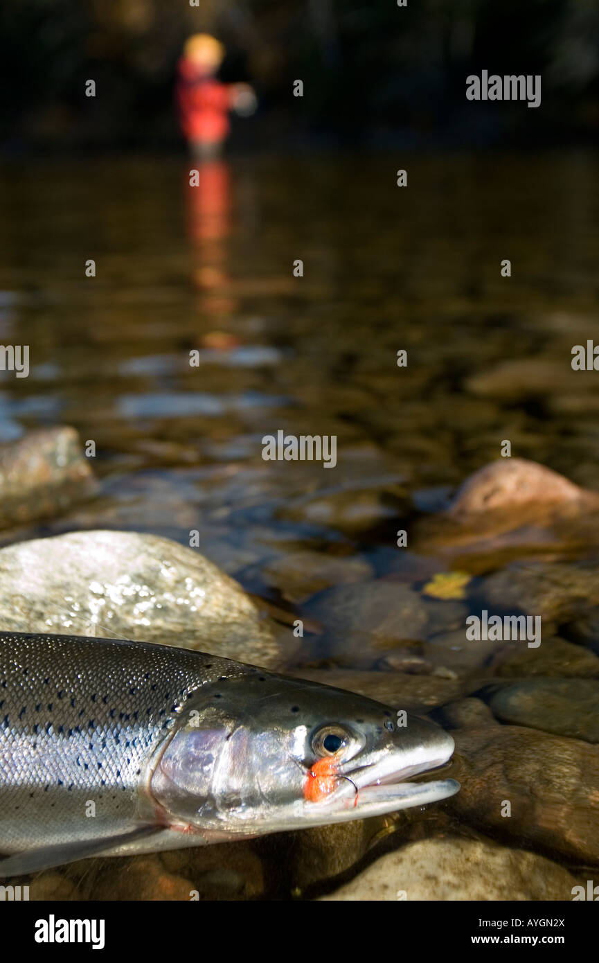 steelhead with angler in background Stock Photo - Alamy