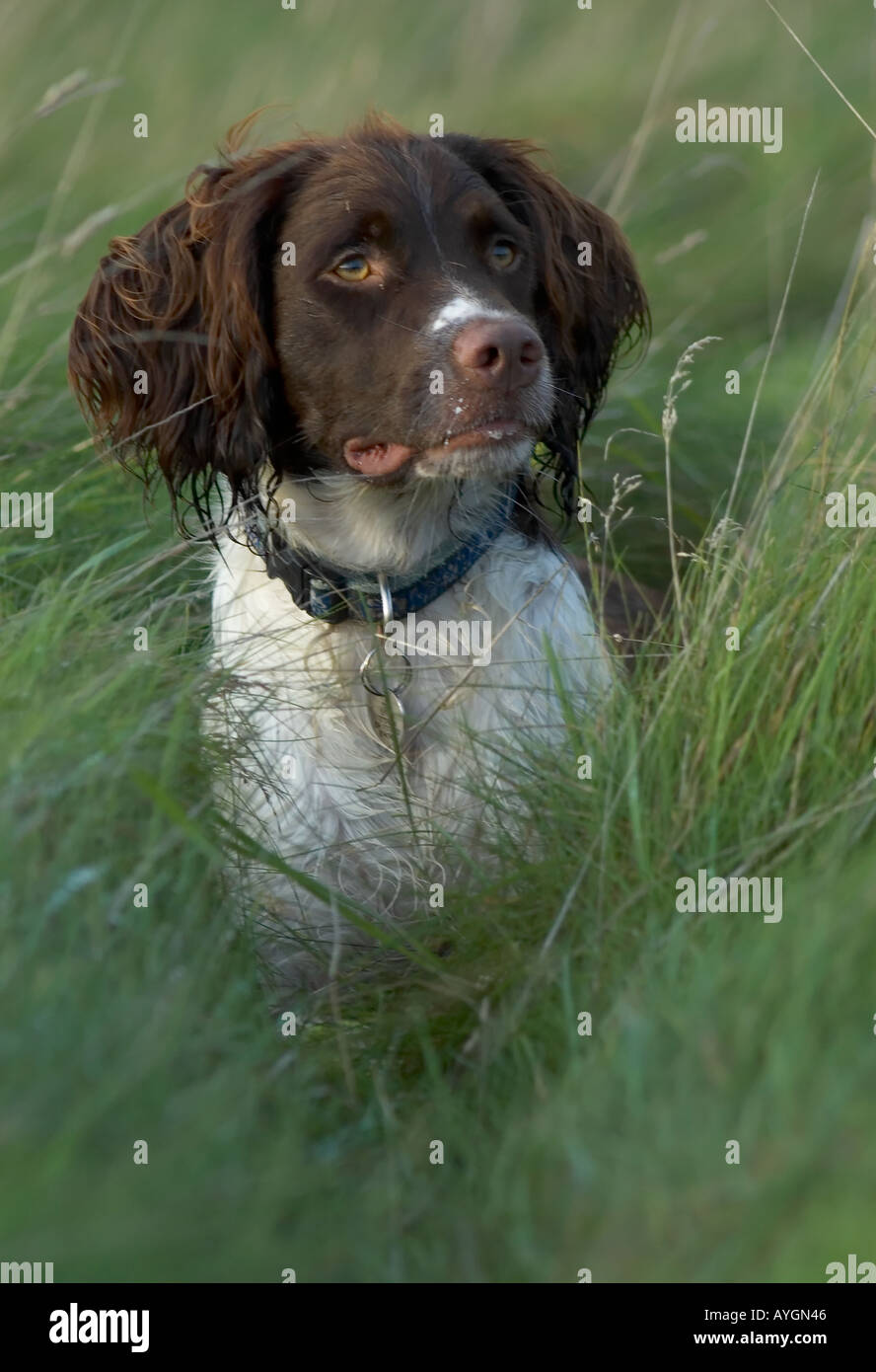 English springer spaniel in grass Stock Photo - Alamy