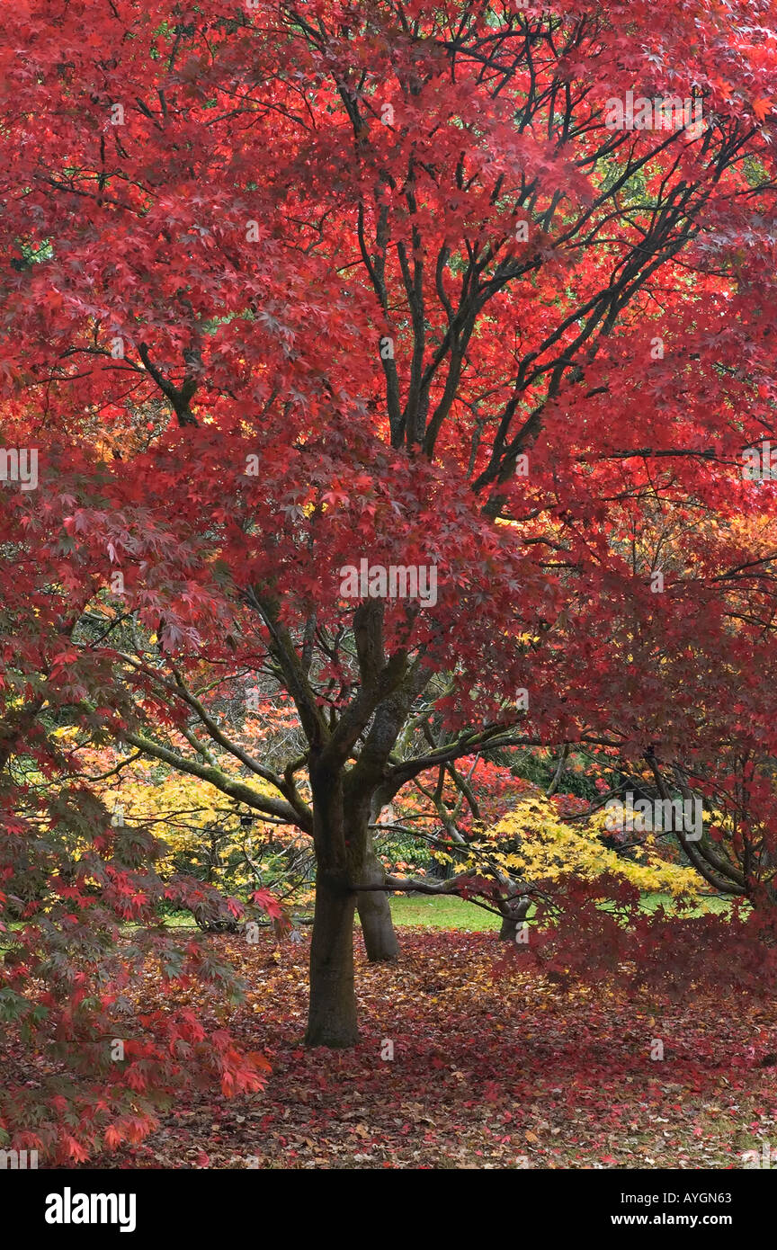 Light reflecting off leaves hi-res stock photography and images - Alamy