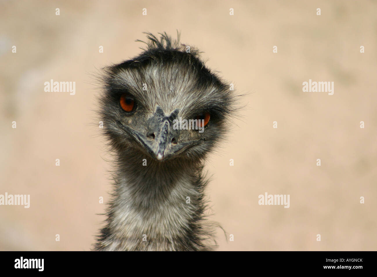 close up of emu Stock Photo - Alamy