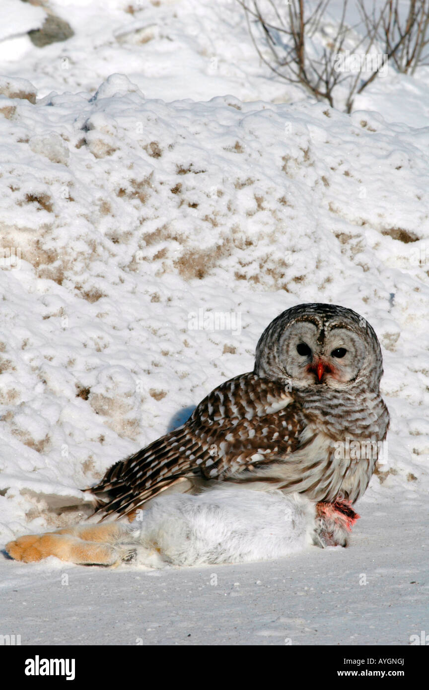 Rabbit owl hi-res stock photography and images - Alamy