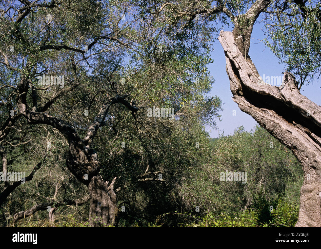 Corfu greece plantation hi-res stock photography and images - Alamy