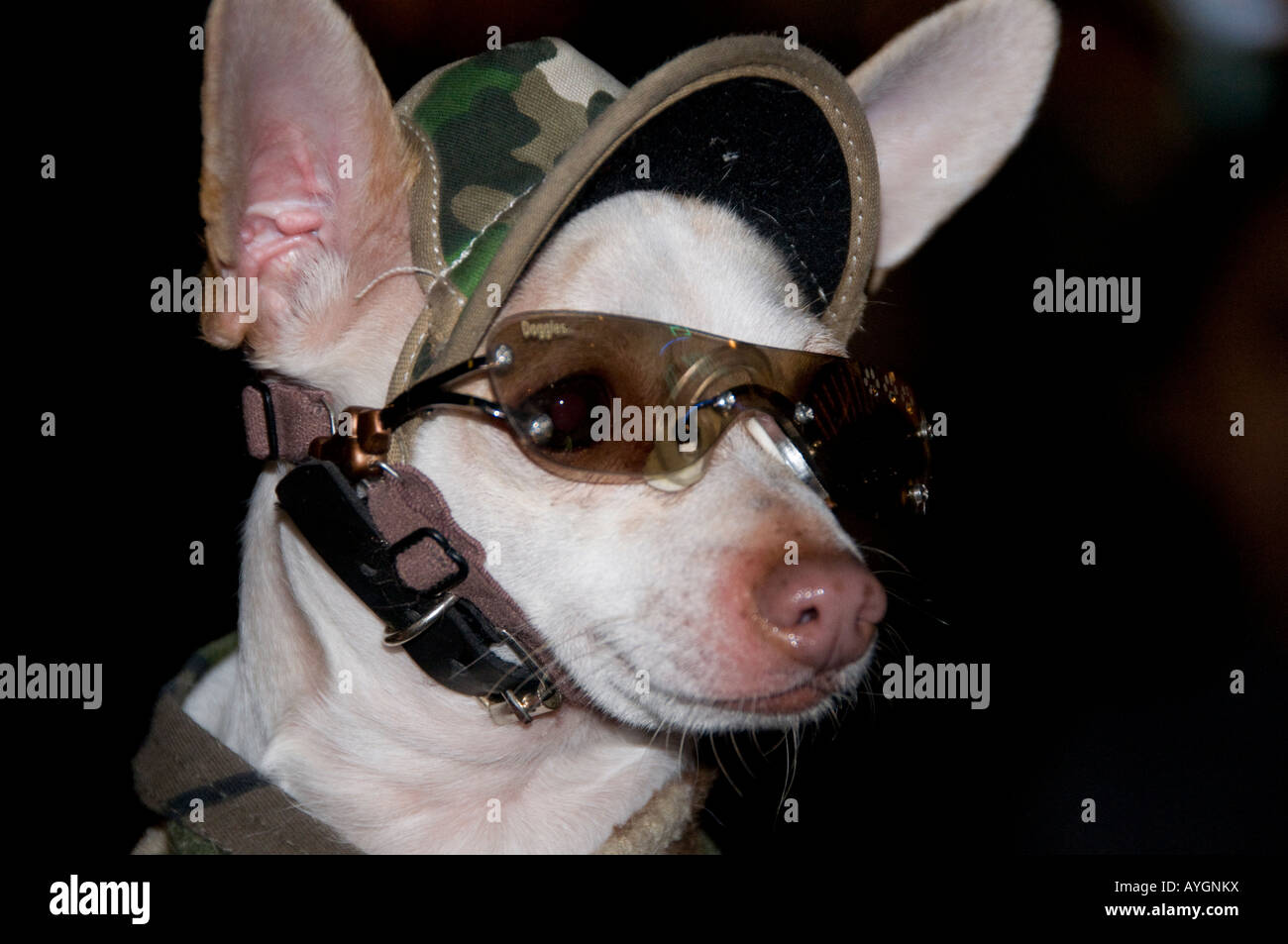 Chihuahua dog in glasses hi-res stock photography and images - Alamy