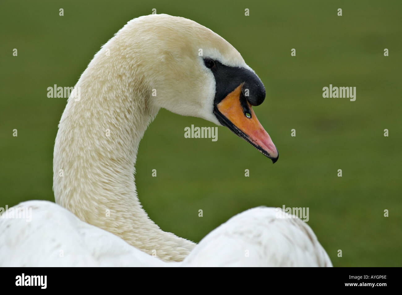 Head turned sideways hi-res stock photography and images - Alamy
