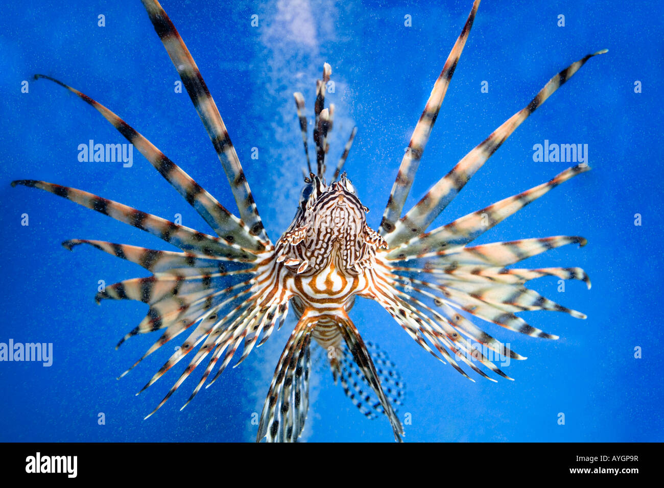 Tropicalfishes hi-res stock photography and images - Alamy