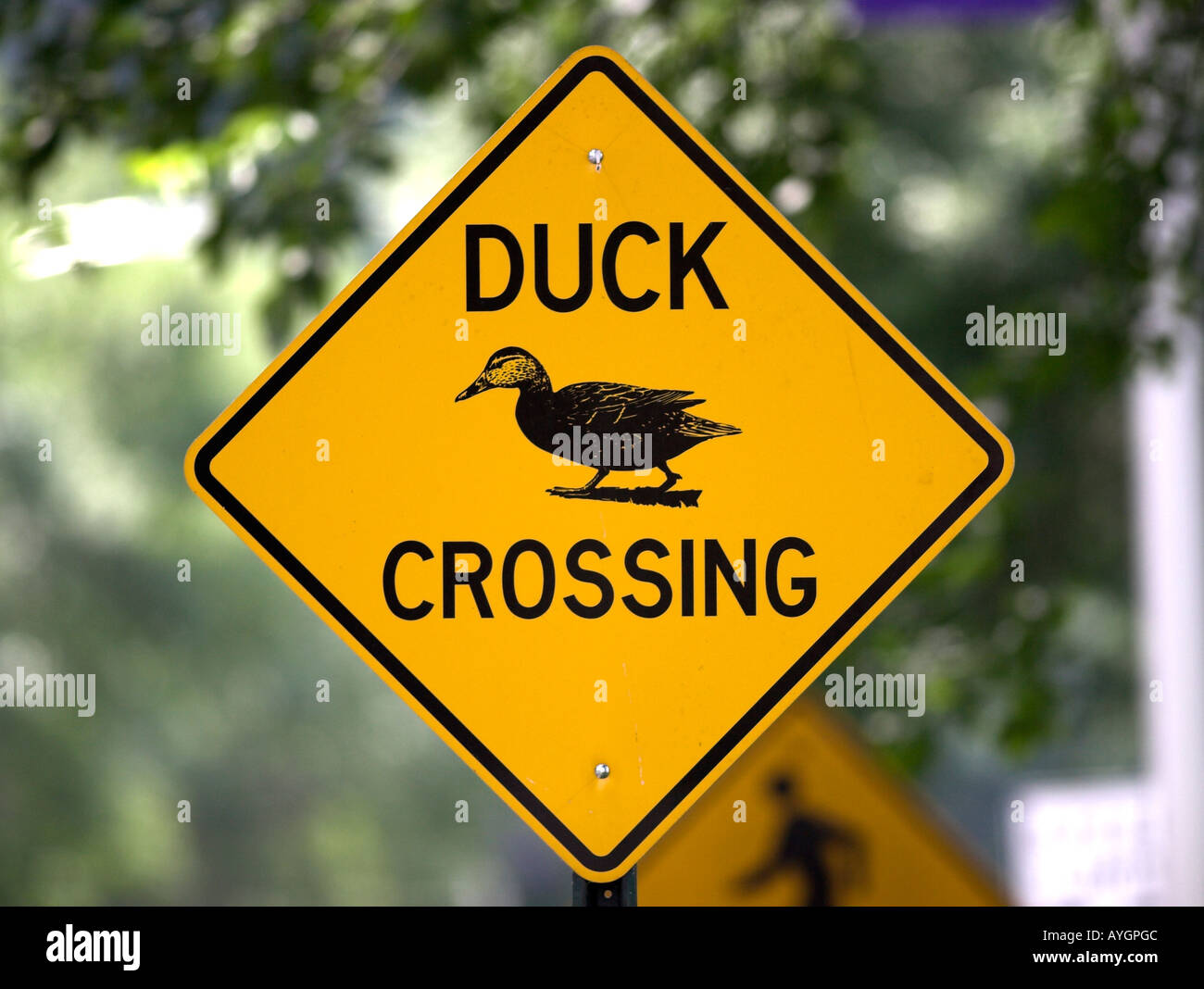 Illustrated duck crossing street warning sign Winona Minnesota USA ...
