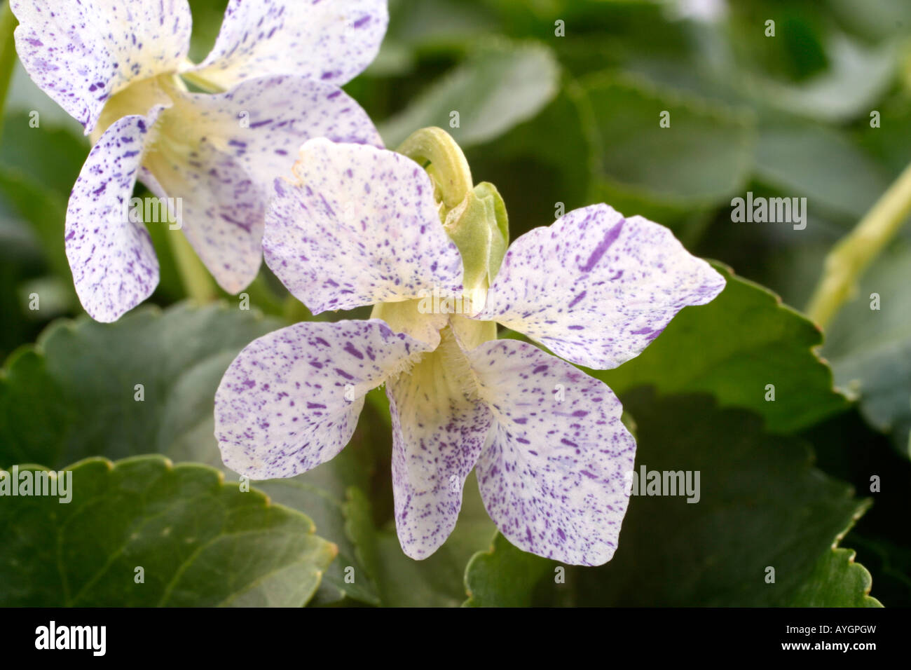 VIOLA SORORIA FRECKLES Stock Photo - Alamy