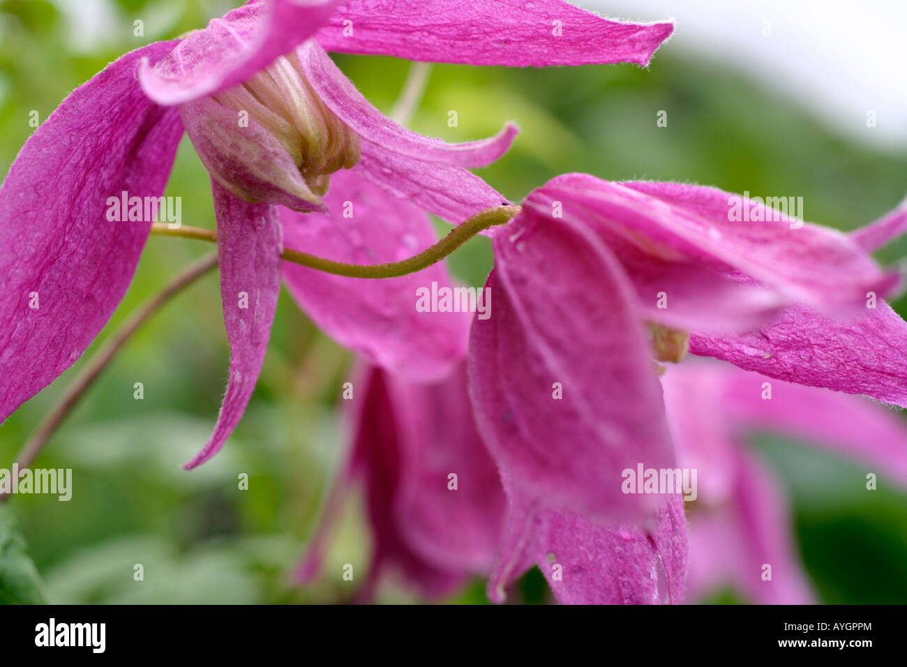 CLEMATIS ALPINA CONSTANCE Stock Photo - Alamy