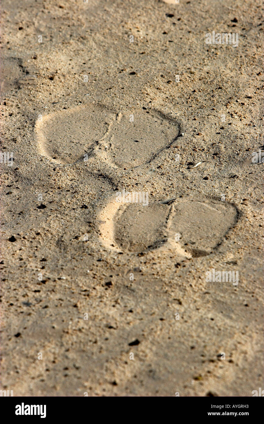 Pair of camel footprints in sand Sahara Desert near Douz Tunisia Stock ...