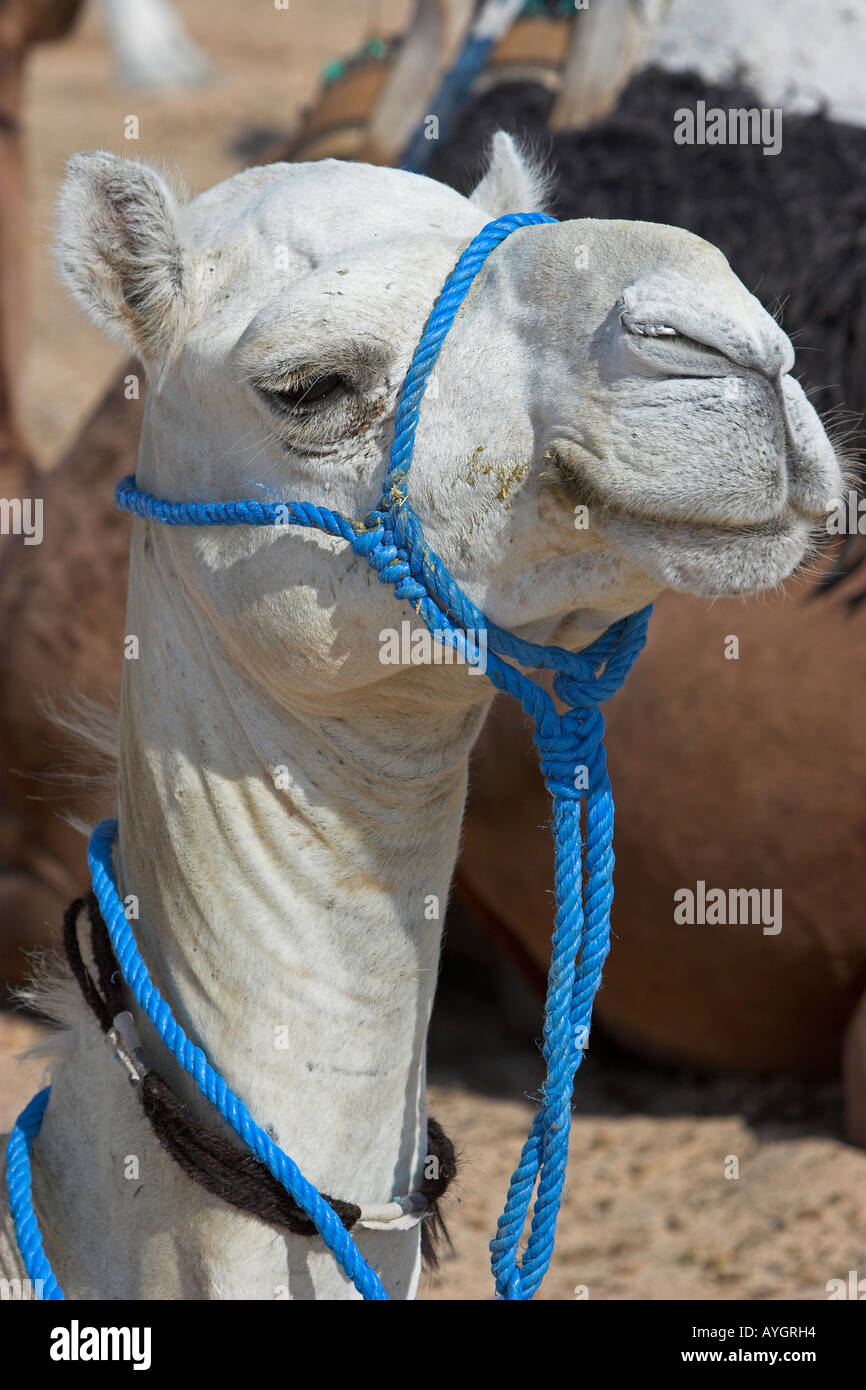 White camel head and neck blue rope bridle Sahara Desert near Douz ...