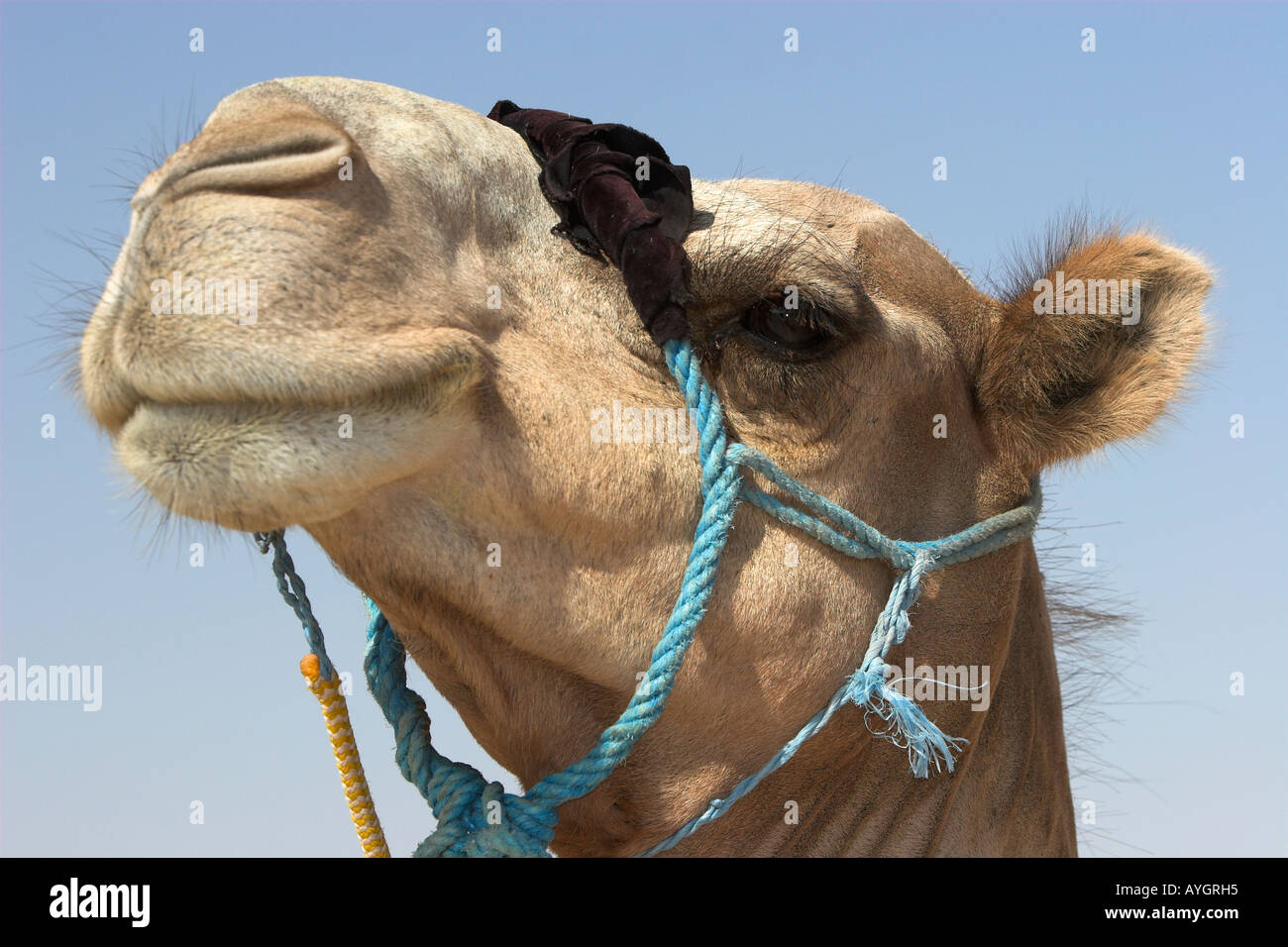 Brown camel head rope bridle Sahara Desert near Douz Tunisia Stock ...